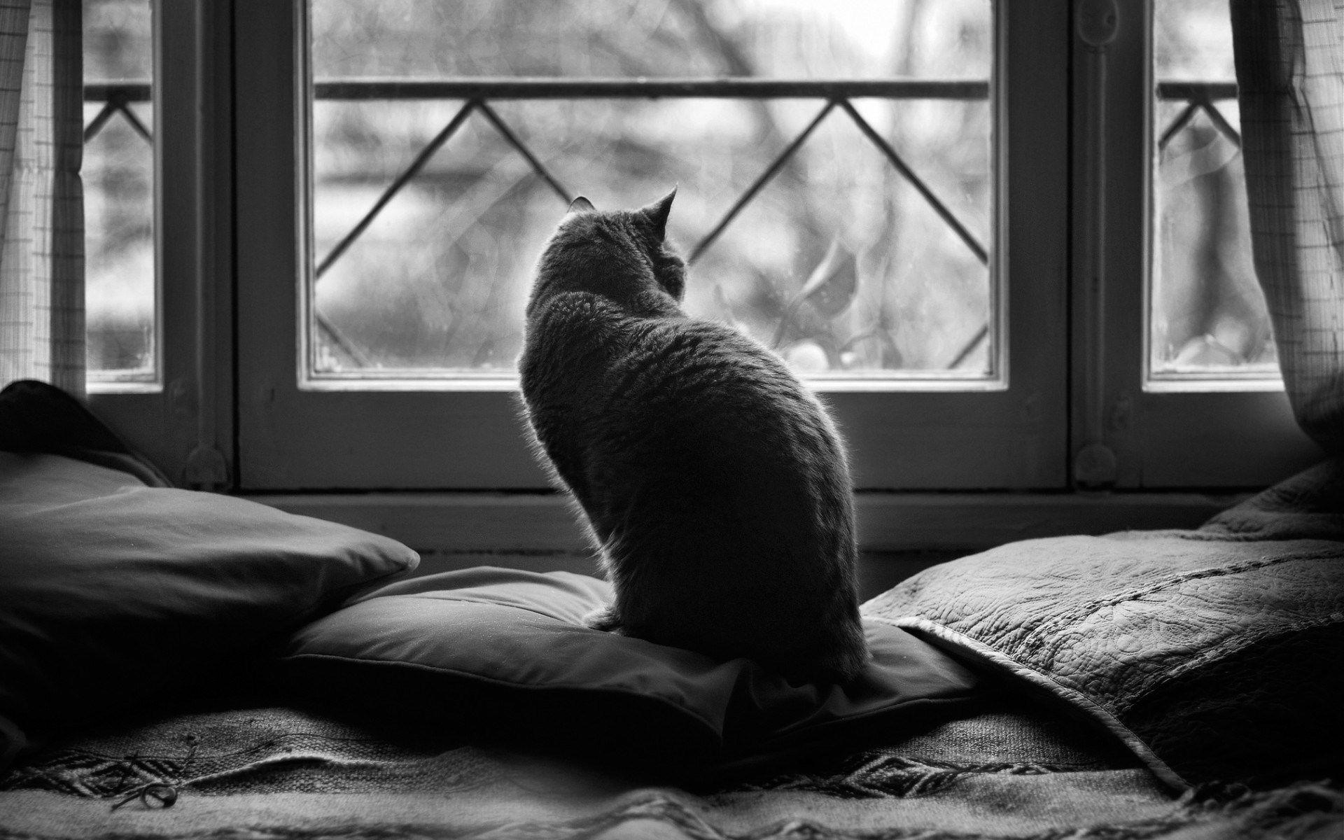 Cat Window Wallpapers - Top Free Cat Window Backgrounds - WallpaperAccess