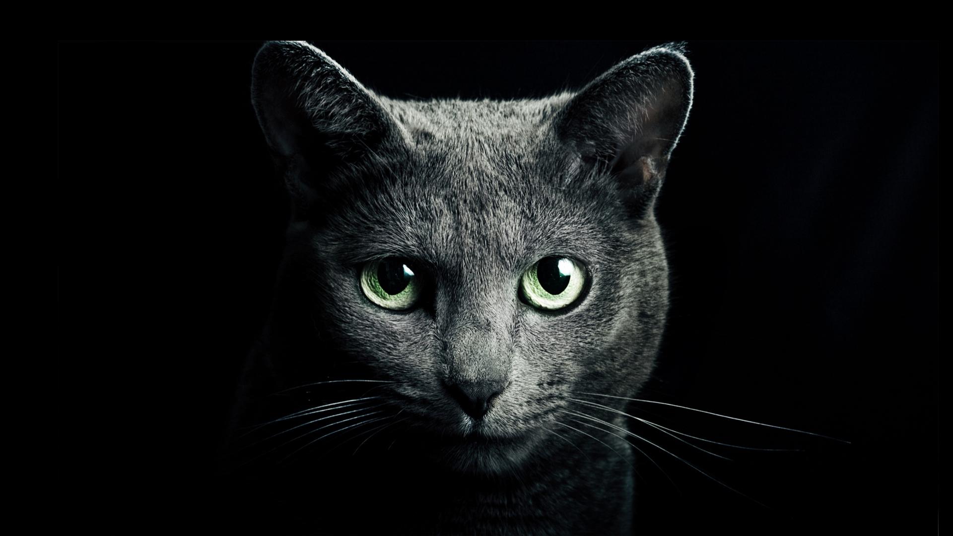 Cat Window Wallpapers - Top Free Cat Window Backgrounds - WallpaperAccess