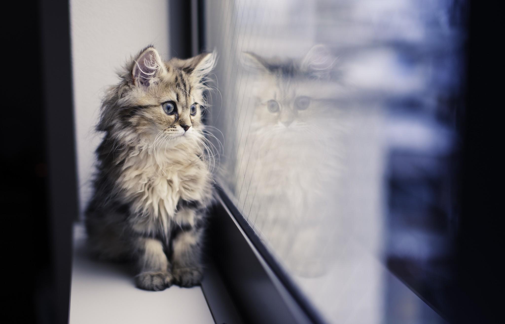 Cat Window Wallpapers - Top Free Cat Window Backgrounds - WallpaperAccess