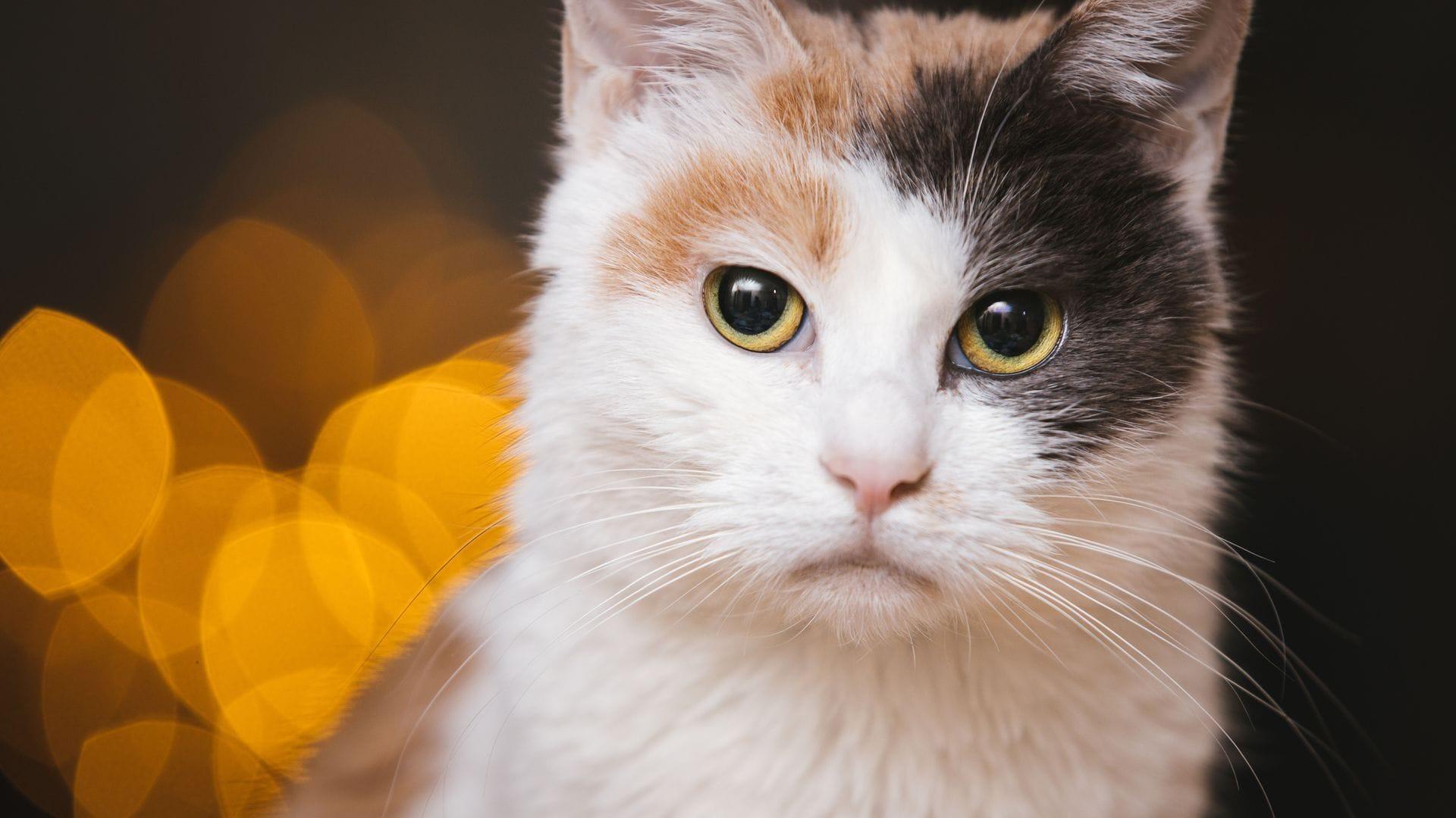 Cat Window Wallpapers - Top Free Cat Window Backgrounds - WallpaperAccess