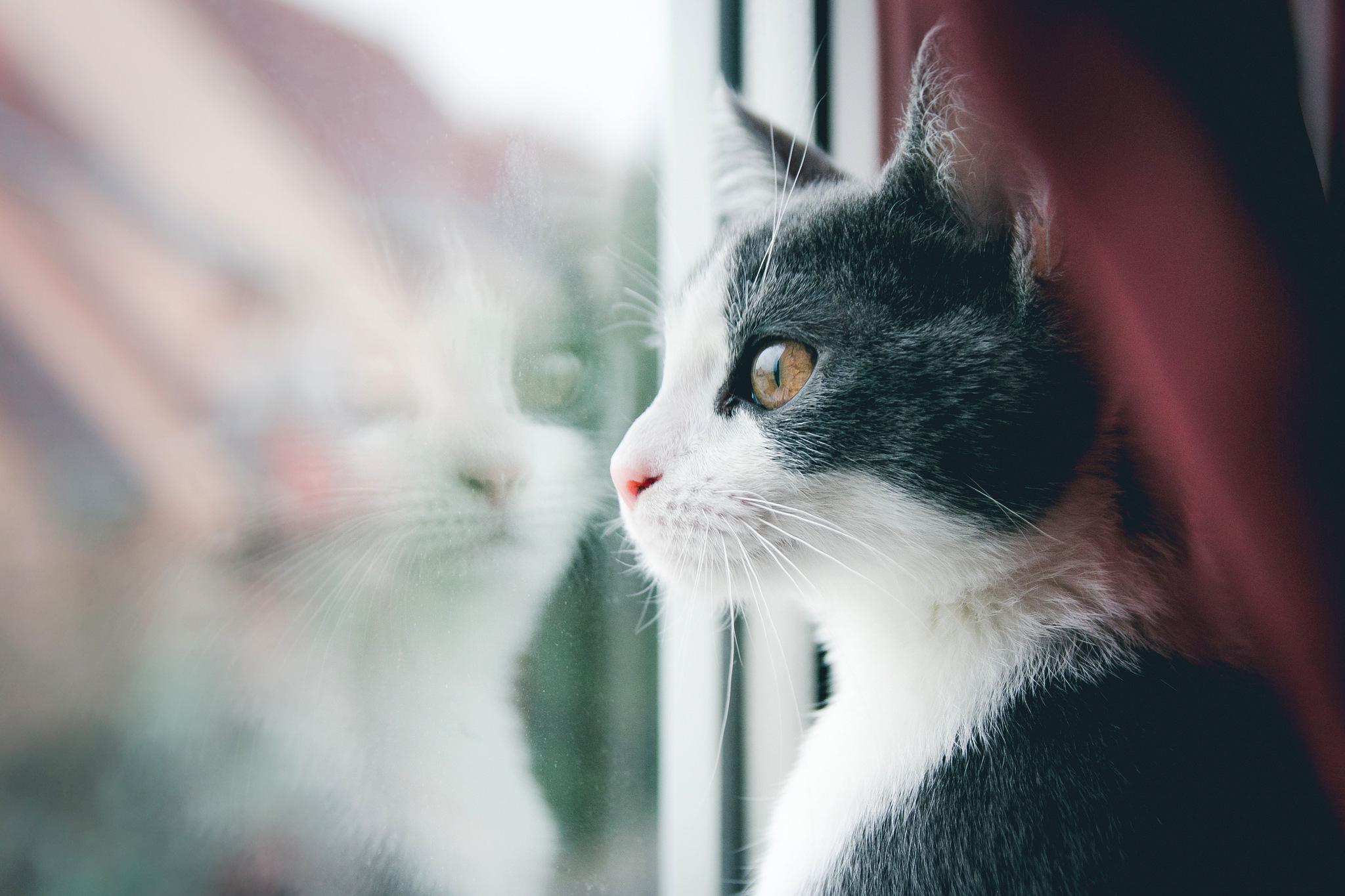 Cat Window Wallpapers - Top Free Cat Window Backgrounds - WallpaperAccess
