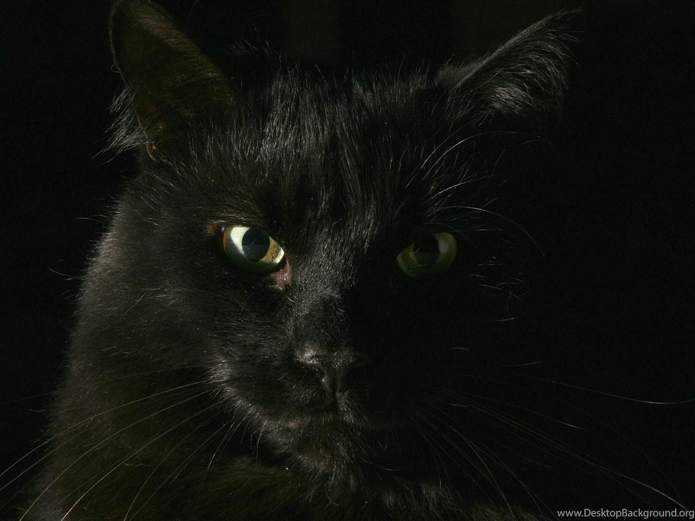 Cat Window Wallpapers - Top Free Cat Window Backgrounds - WallpaperAccess