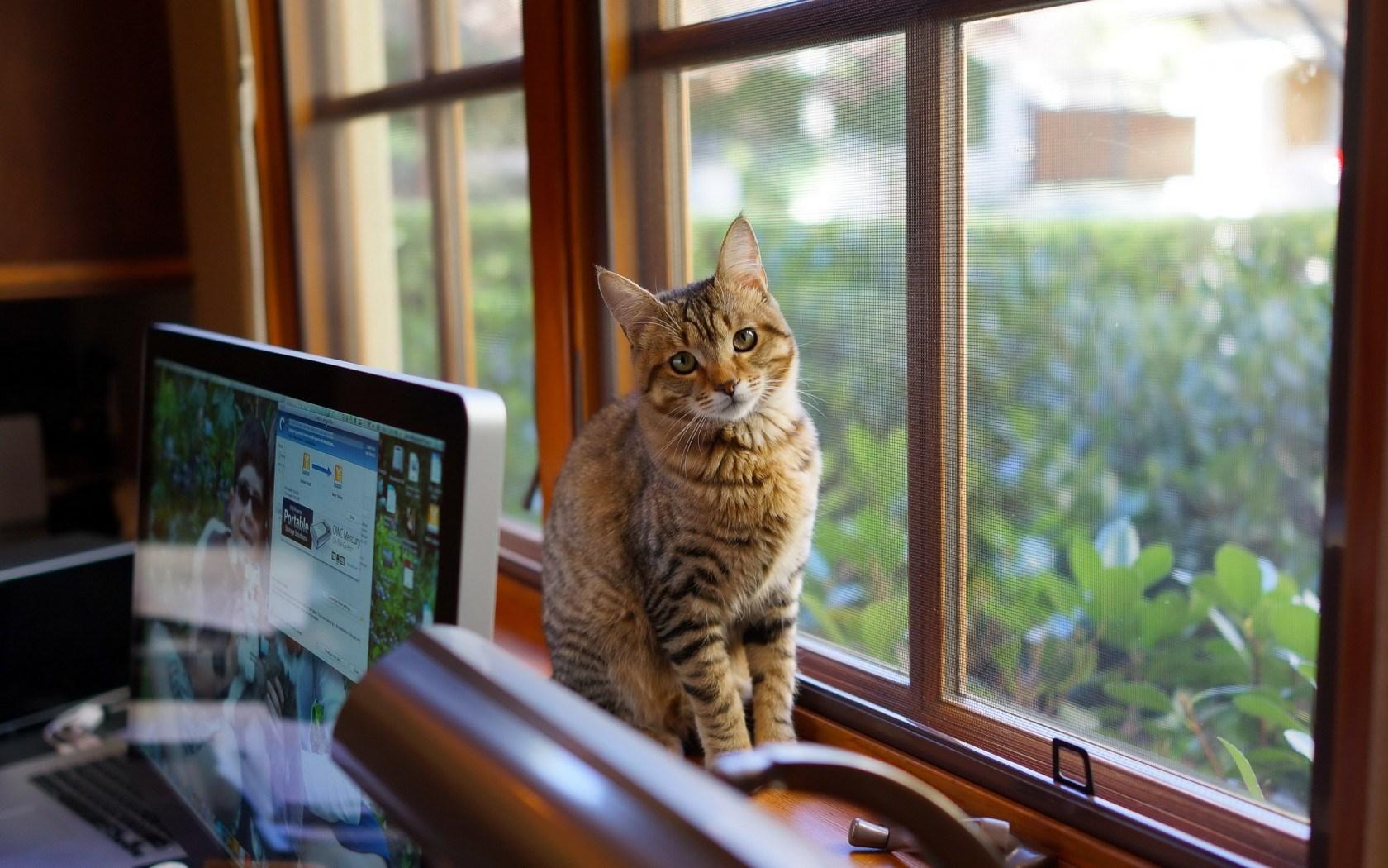 Cat Window Wallpapers - Top Free Cat Window Backgrounds - WallpaperAccess