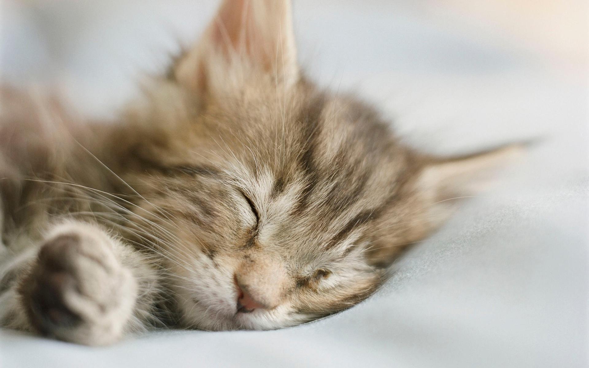 Cat Window Wallpapers - Top Free Cat Window Backgrounds - WallpaperAccess