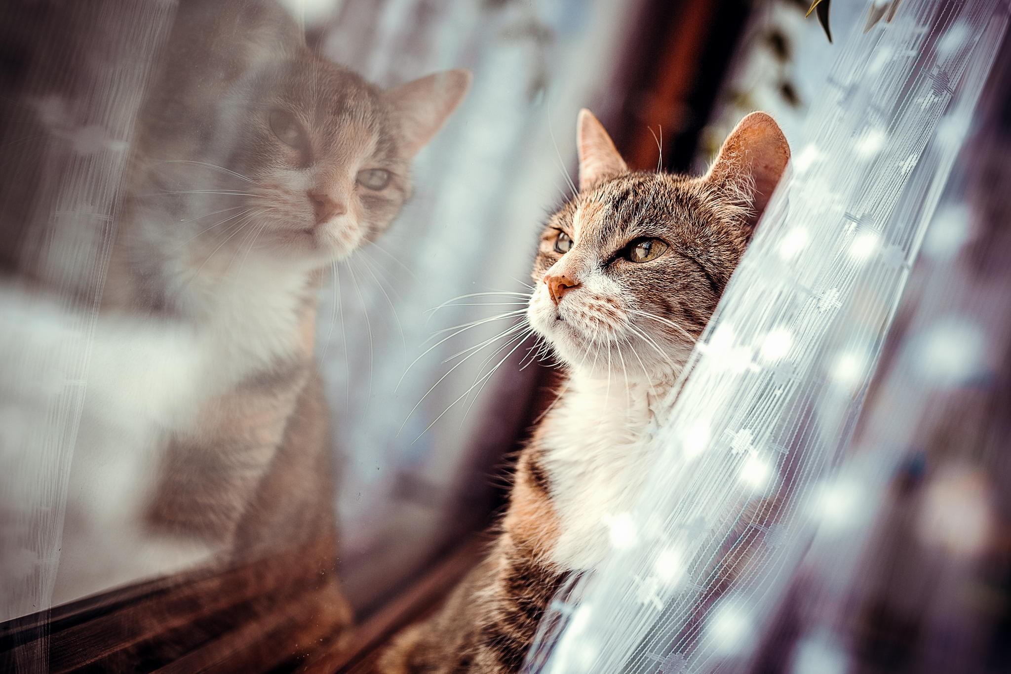 Cat Window Wallpapers - Top Free Cat Window Backgrounds - WallpaperAccess