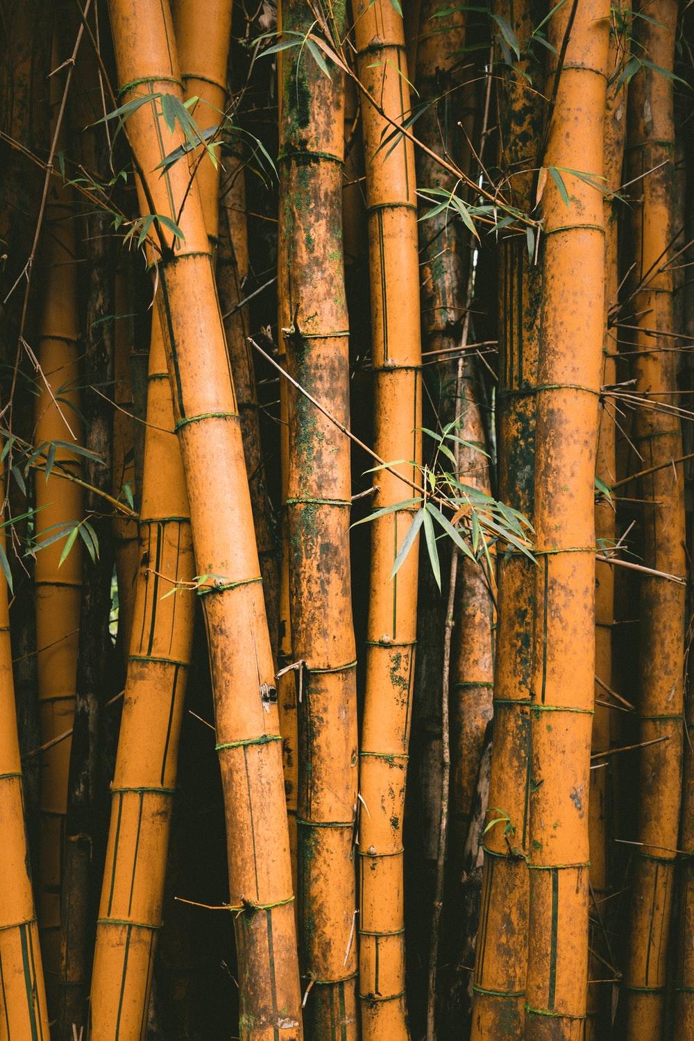 Bamboo Phone Wallpapers - Top Free Bamboo Phone Backgrounds ...