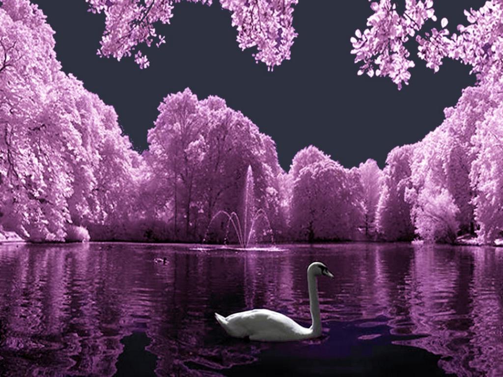 Beautiful Swan Lake Wallpapers - Top Free Beautiful Swan Lake ...