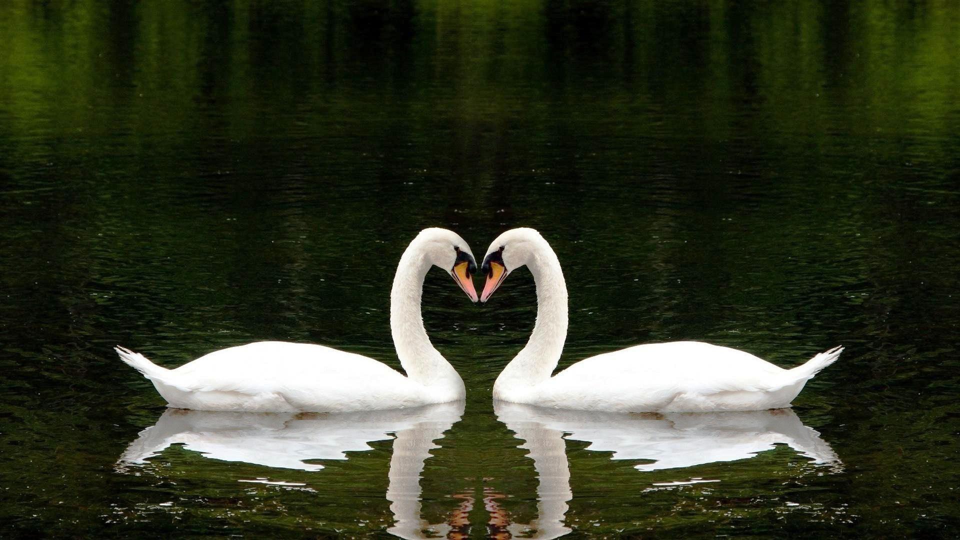 Beautiful Swan Lake Wallpapers - Top Free Beautiful Swan Lake ...