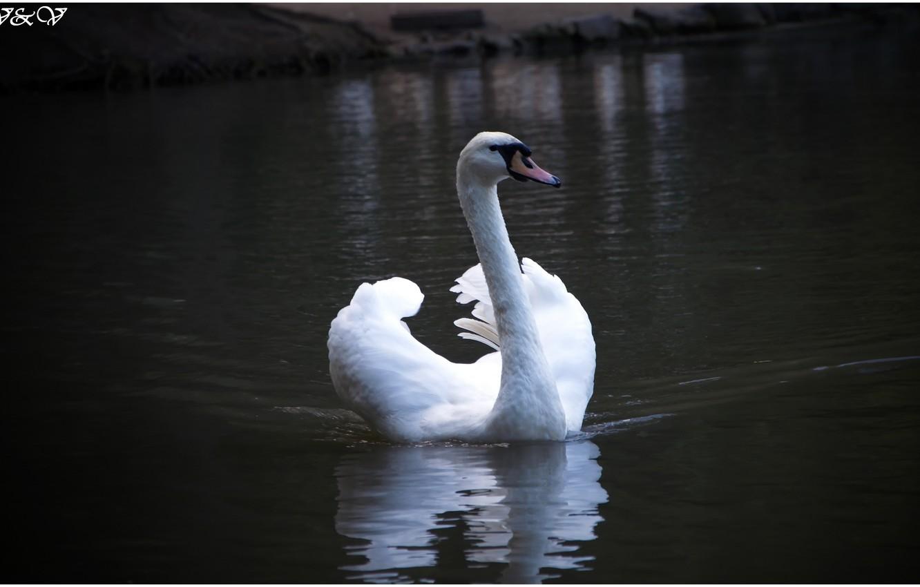 Beautiful Swan Lake Wallpapers - Top Free Beautiful Swan Lake ...