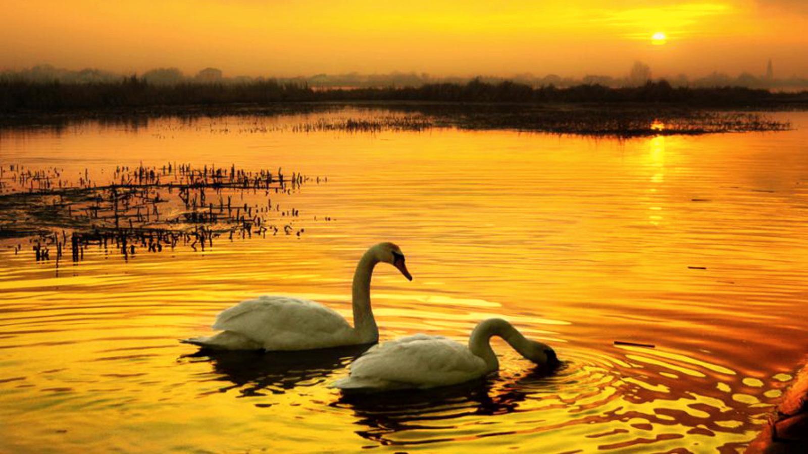 Beautiful Swan Lake Wallpapers - Top Free Beautiful Swan Lake ...
