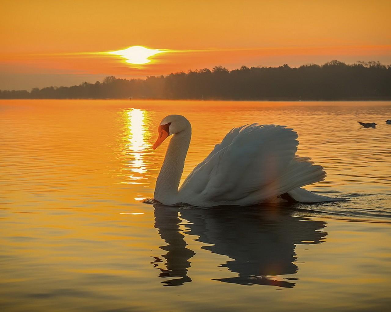 Beautiful Swan Lake Wallpapers - Top Free Beautiful Swan Lake ...