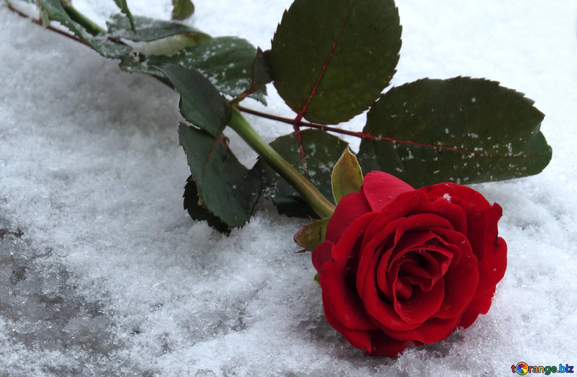 Snowy Rose Wallpapers - Top Free Snowy Rose Backgrounds - WallpaperAccess