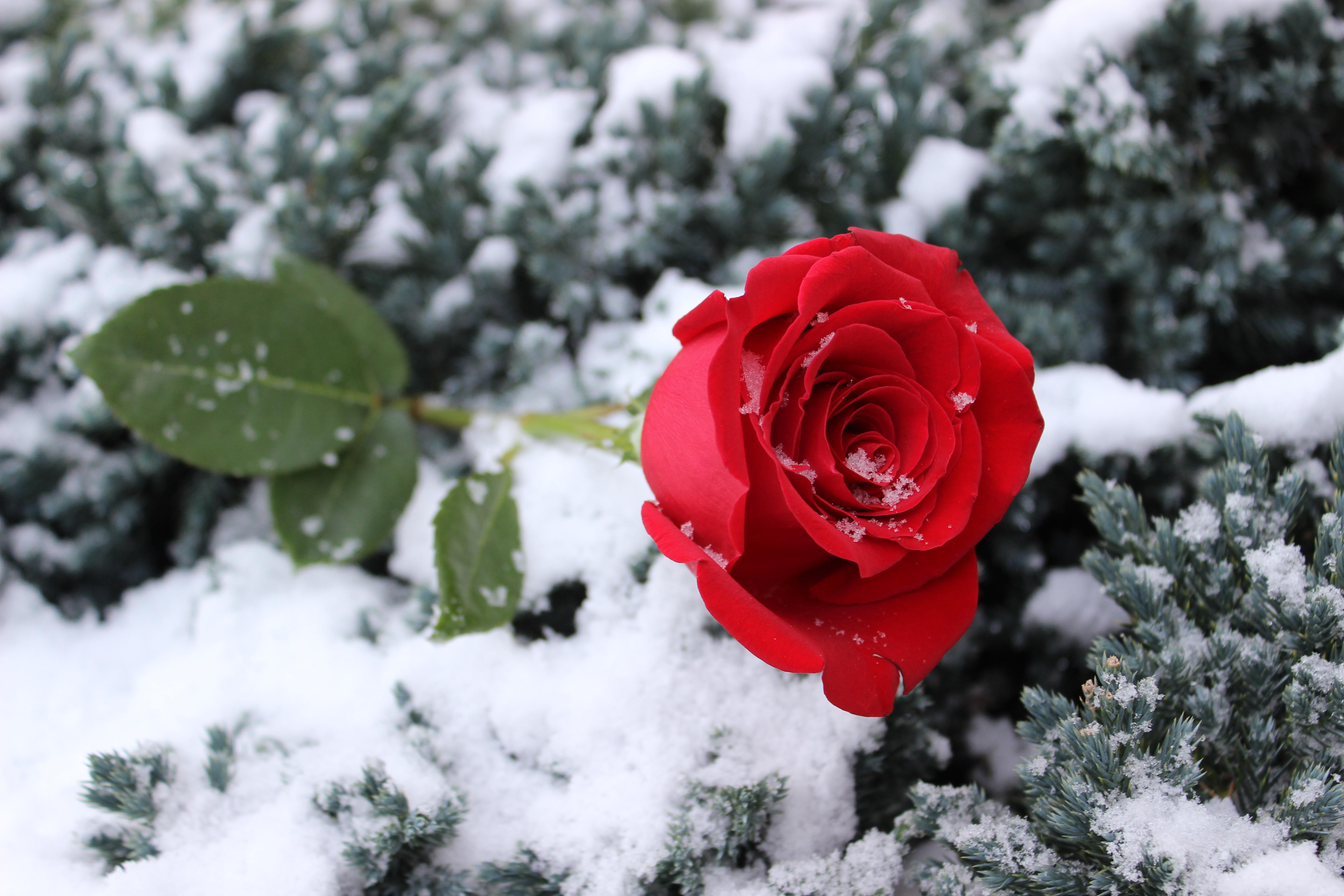 Snowy Rose Wallpapers - Top Free Snowy Rose Backgrounds - WallpaperAccess