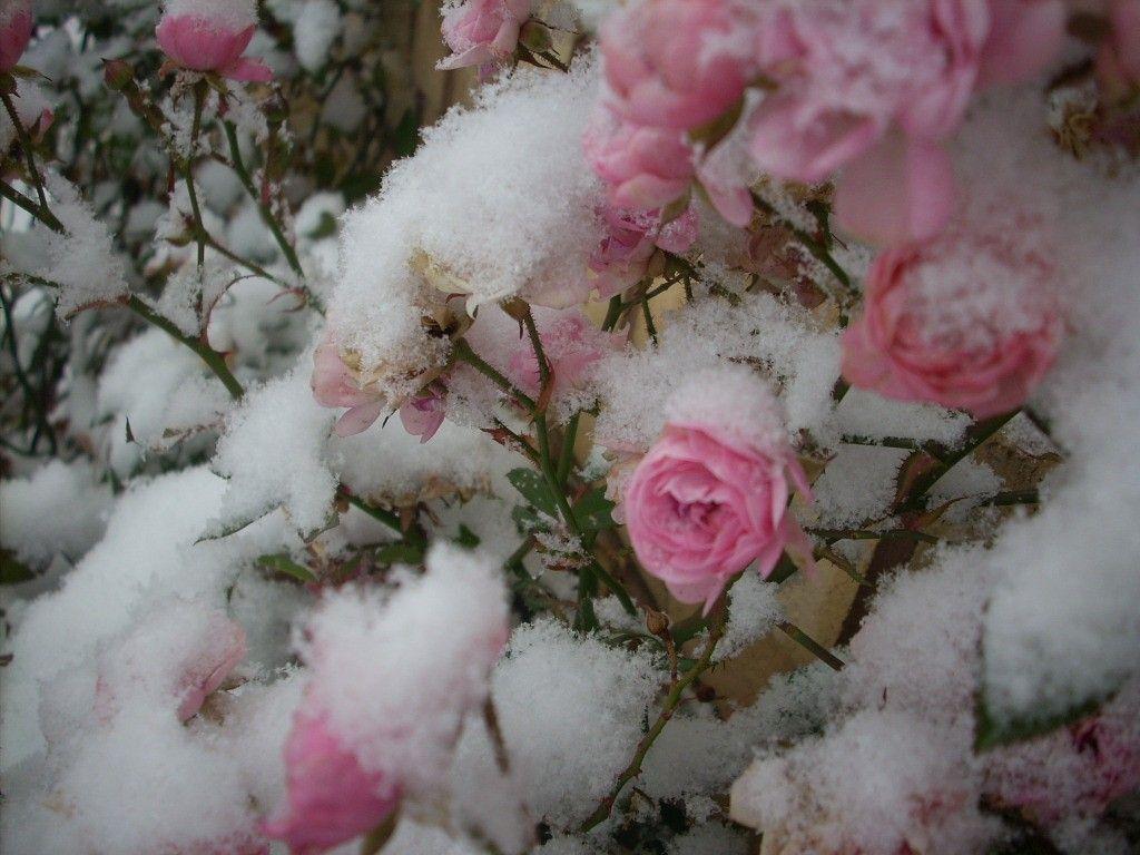 Snowy Rose Wallpapers - Top Free Snowy Rose Backgrounds - WallpaperAccess