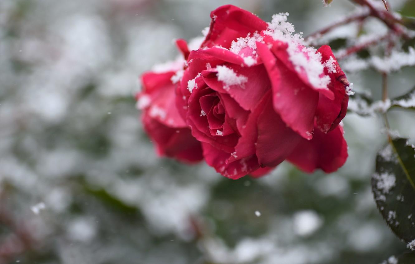 Snowy Rose Wallpapers - Top Free Snowy Rose Backgrounds - WallpaperAccess