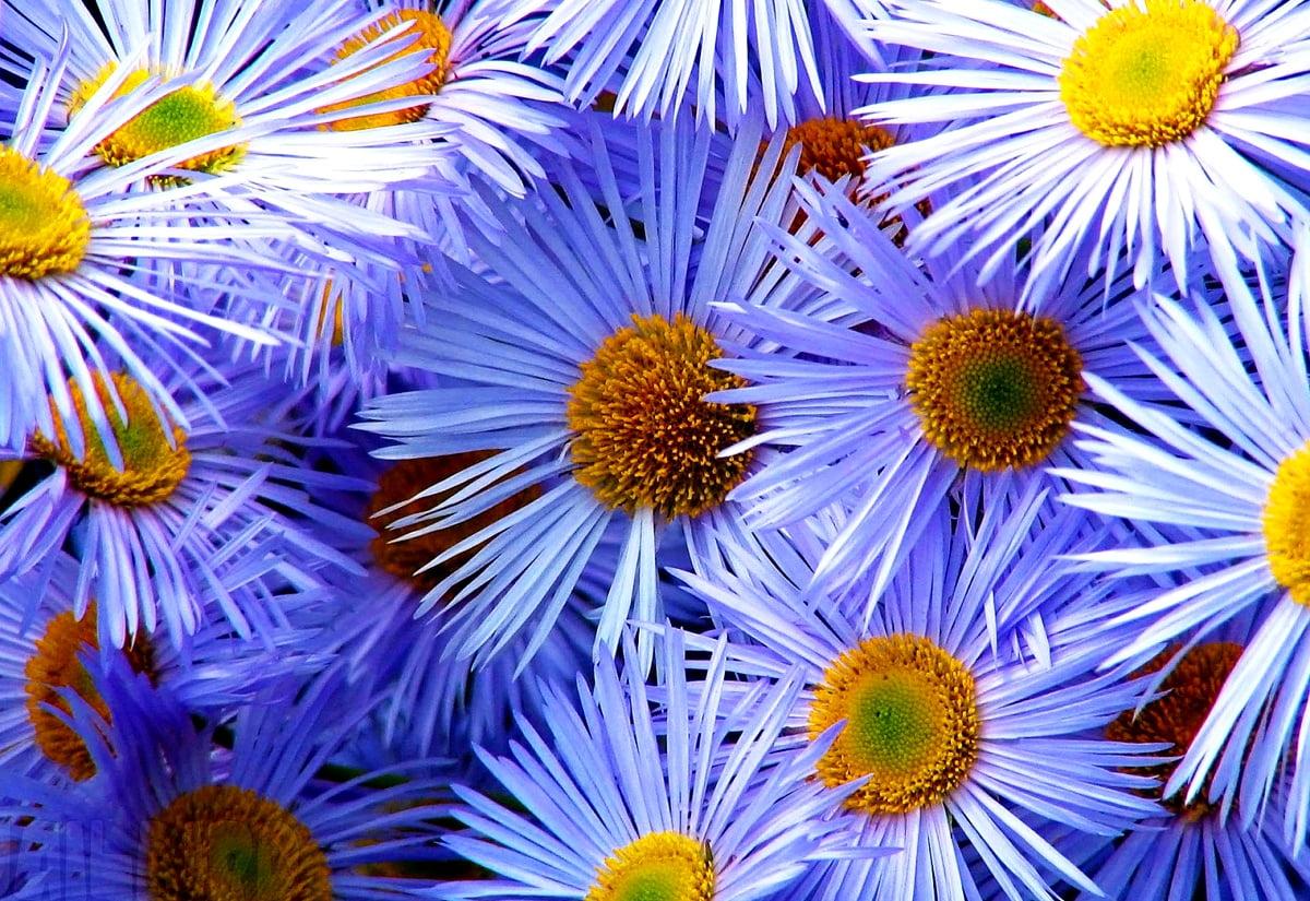 Aromatic Wallpapers - Top Free Aromatic Backgrounds - WallpaperAccess