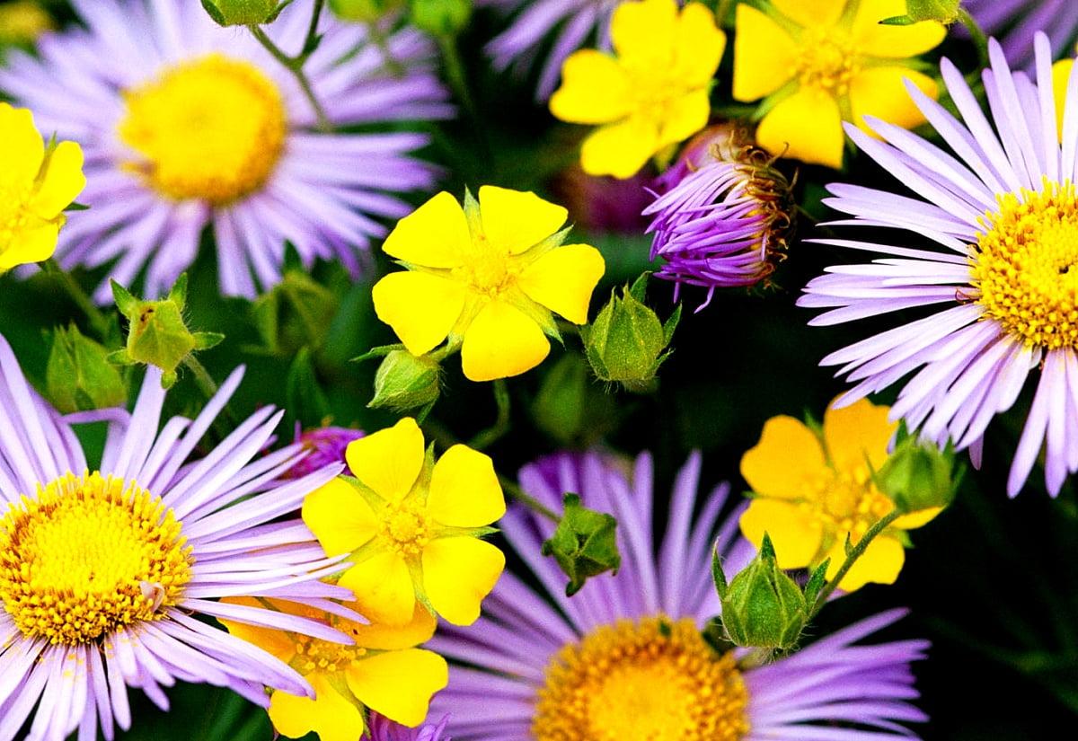 Aromatic Wallpapers - Top Free Aromatic Backgrounds - WallpaperAccess