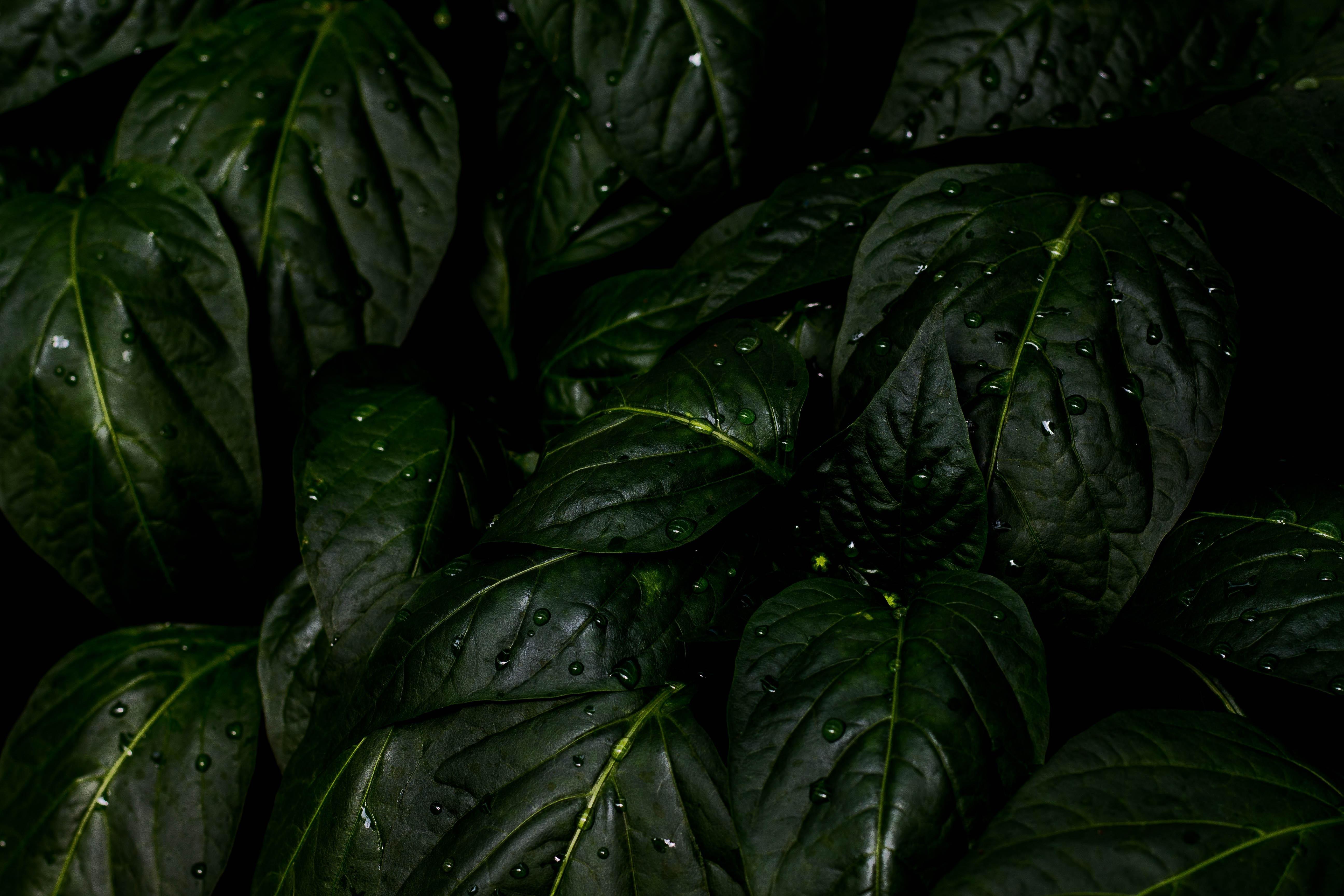 4K Leaves Wallpapers - Top Free 4K Leaves Backgrounds - WallpaperAccess