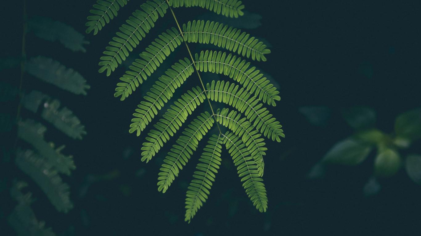 4K Leaves Wallpapers - Top Free 4K Leaves Backgrounds - WallpaperAccess