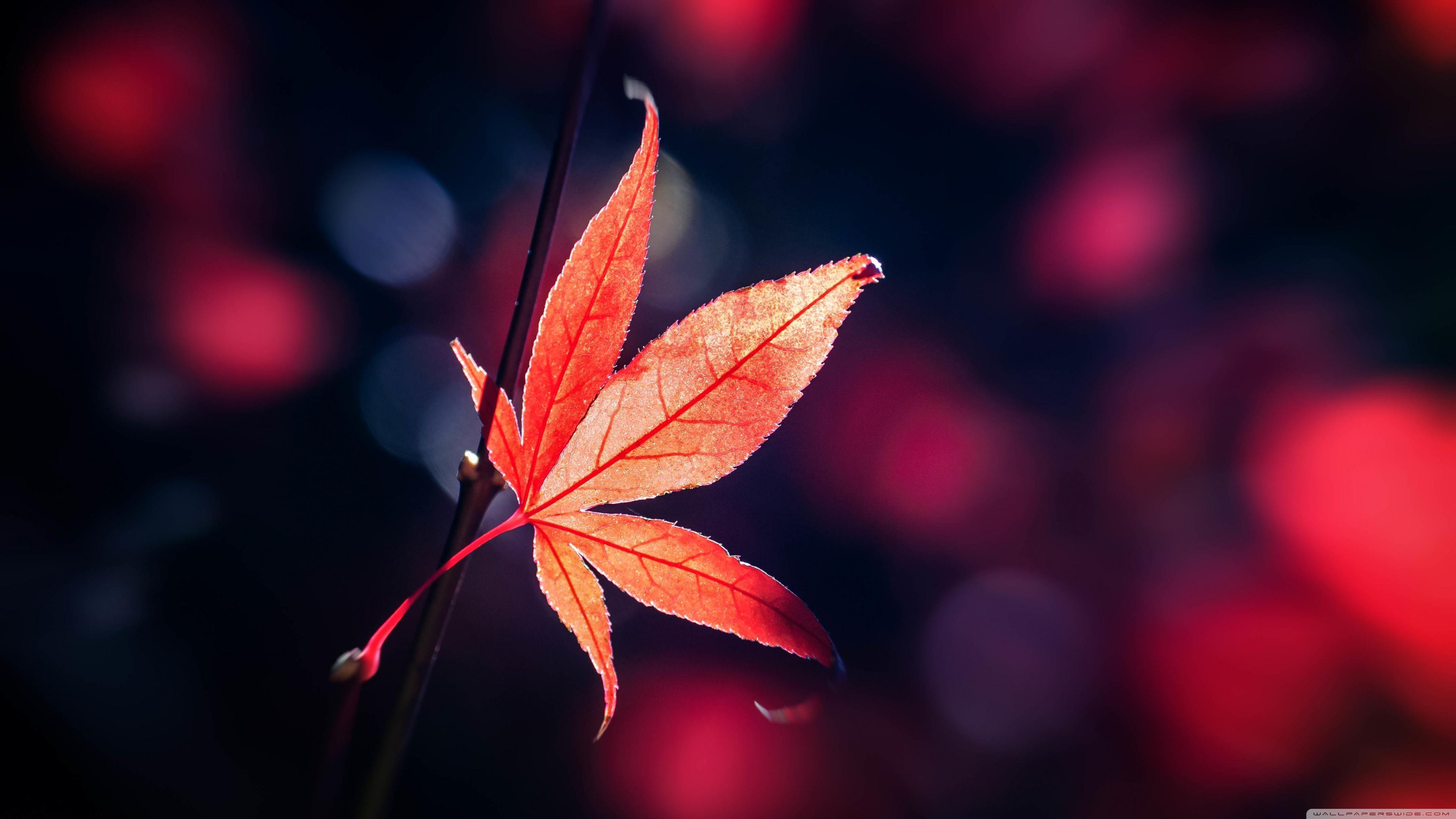 4K Leaves Wallpapers - Top Free 4K Leaves Backgrounds - WallpaperAccess