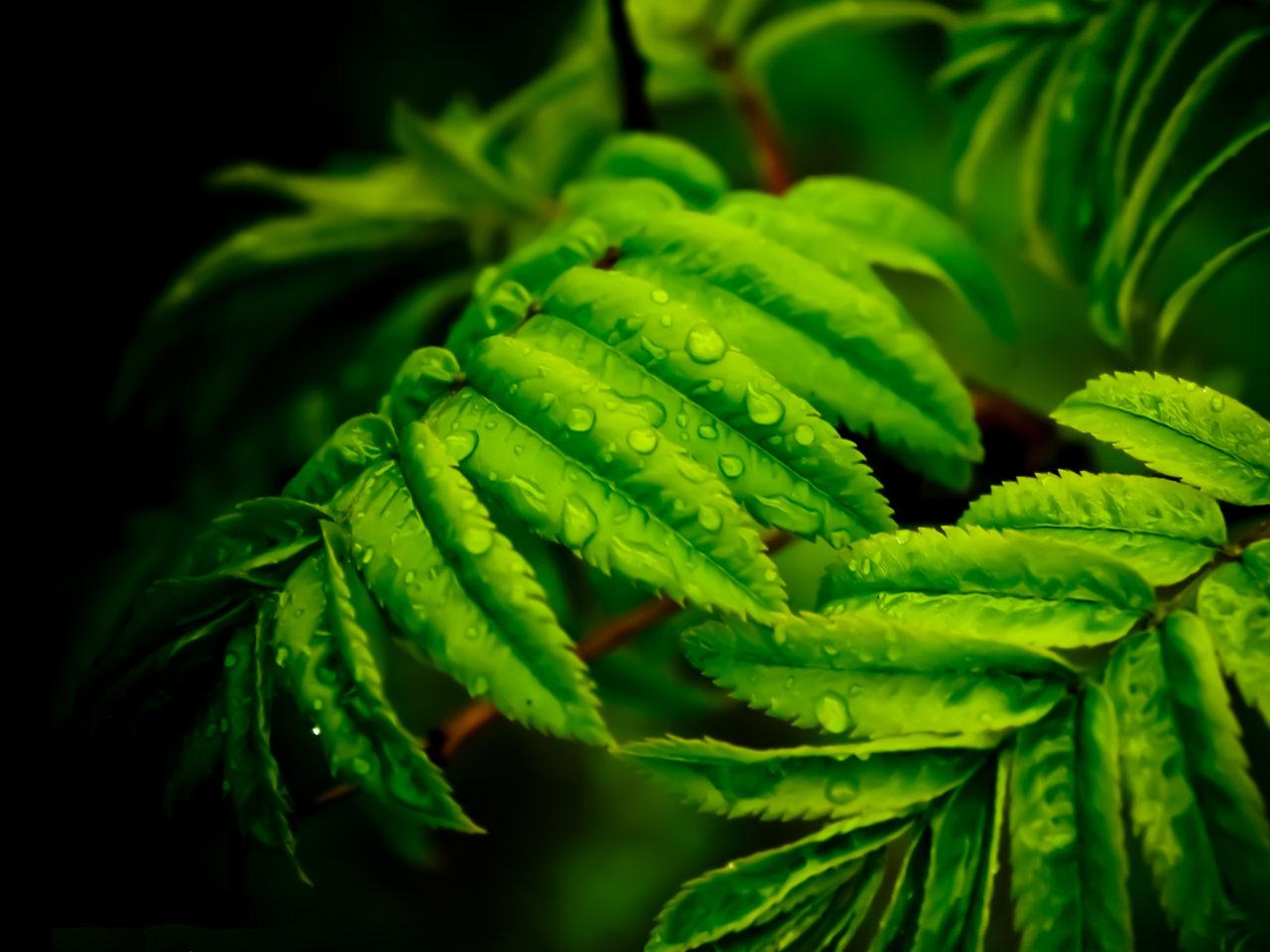 4K Leaves Wallpapers - Top Free 4K Leaves Backgrounds - WallpaperAccess