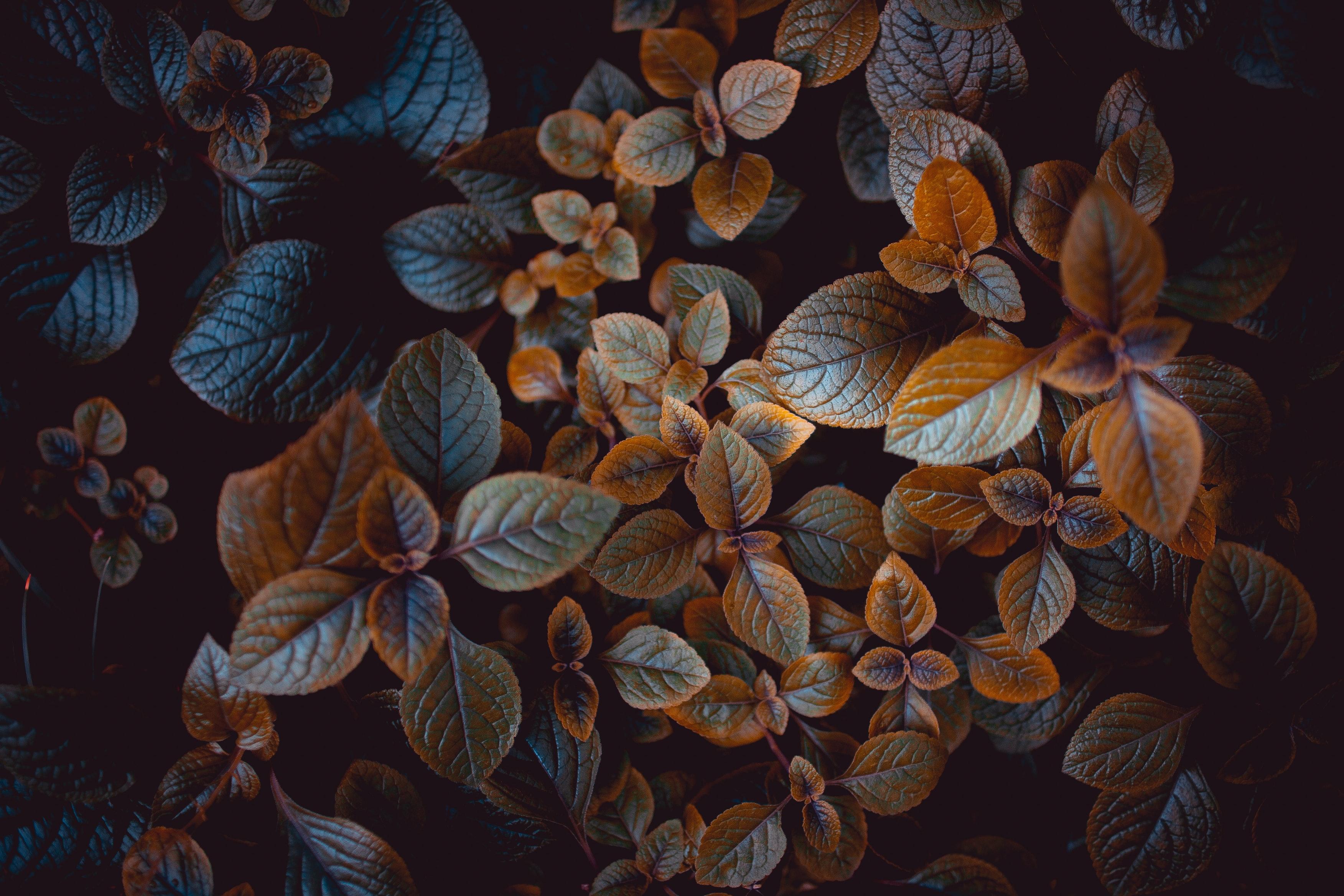4K Leaves Wallpapers - Top Free 4K Leaves Backgrounds - WallpaperAccess