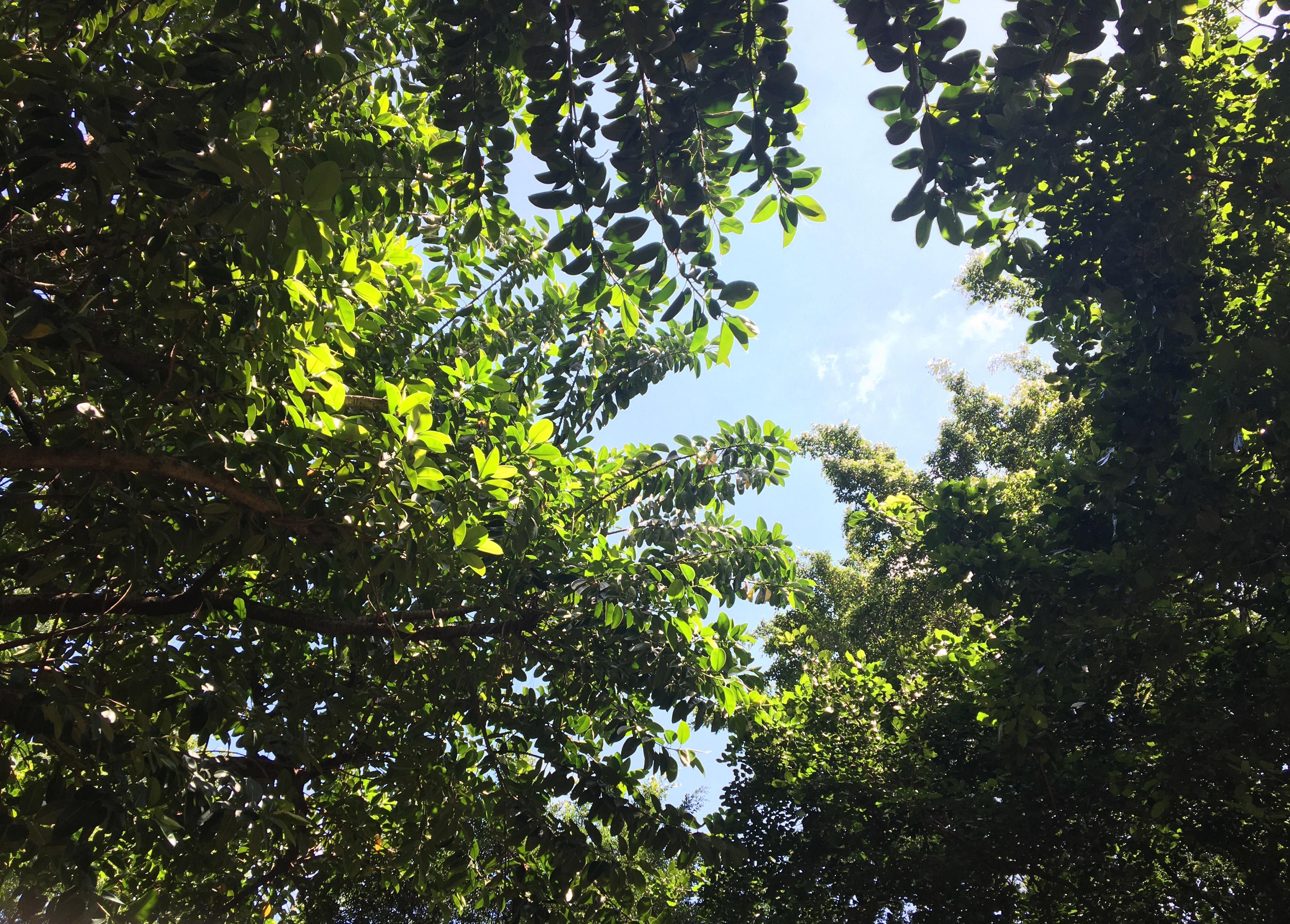 4K Leaves Wallpapers - Top Free 4K Leaves Backgrounds - WallpaperAccess