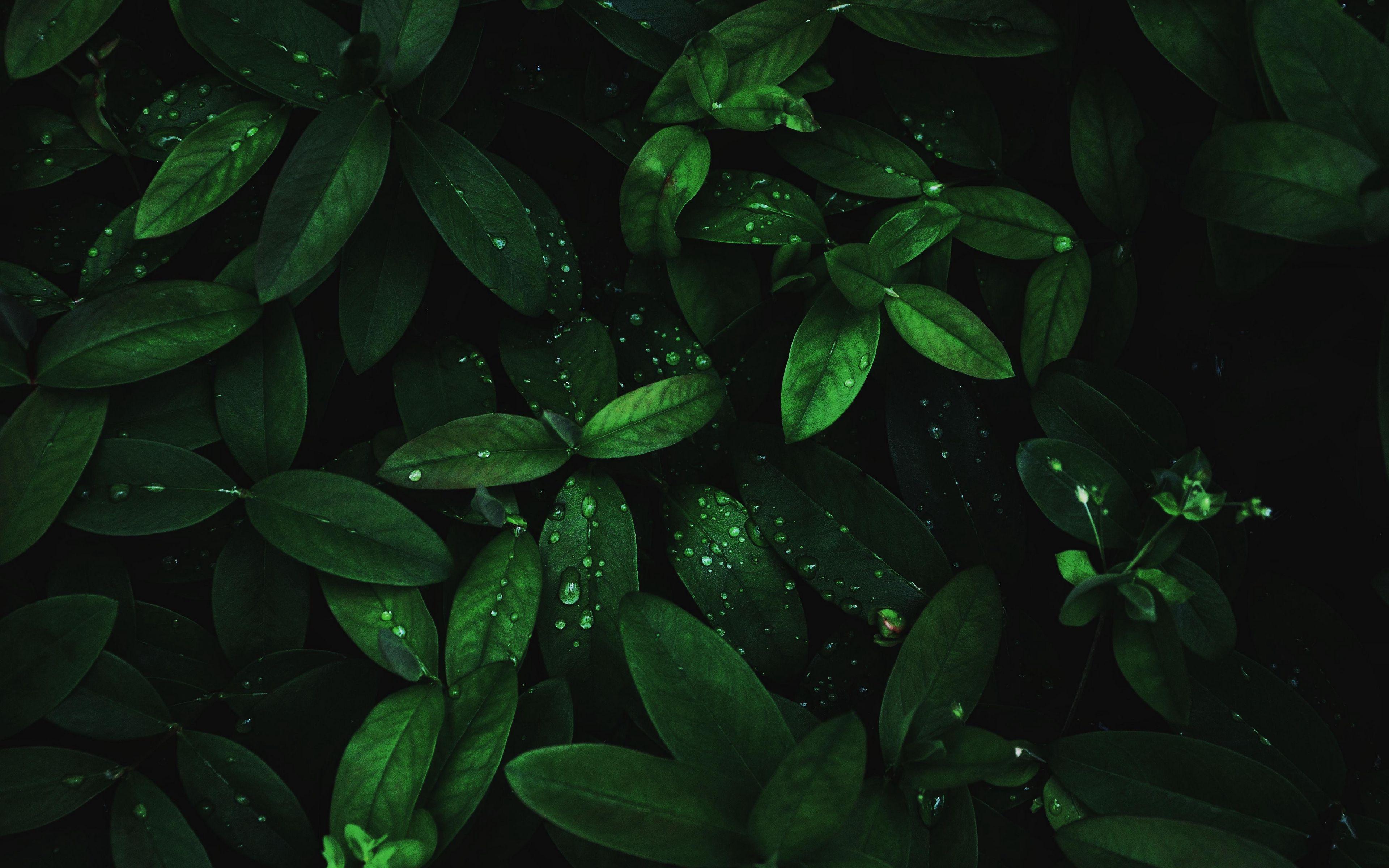 4K Leaves Wallpapers - Top Free 4K Leaves Backgrounds - WallpaperAccess