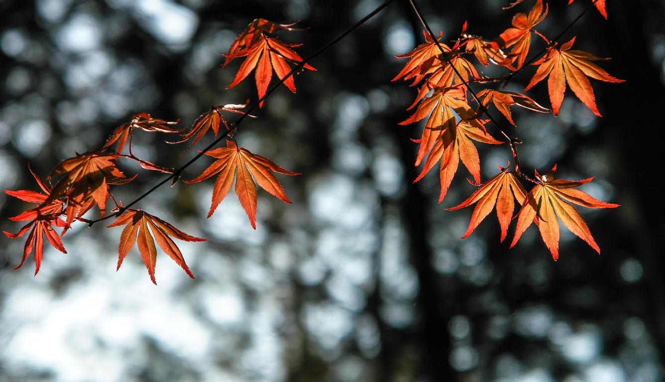 4K Leaves Wallpapers - Top Free 4K Leaves Backgrounds - WallpaperAccess