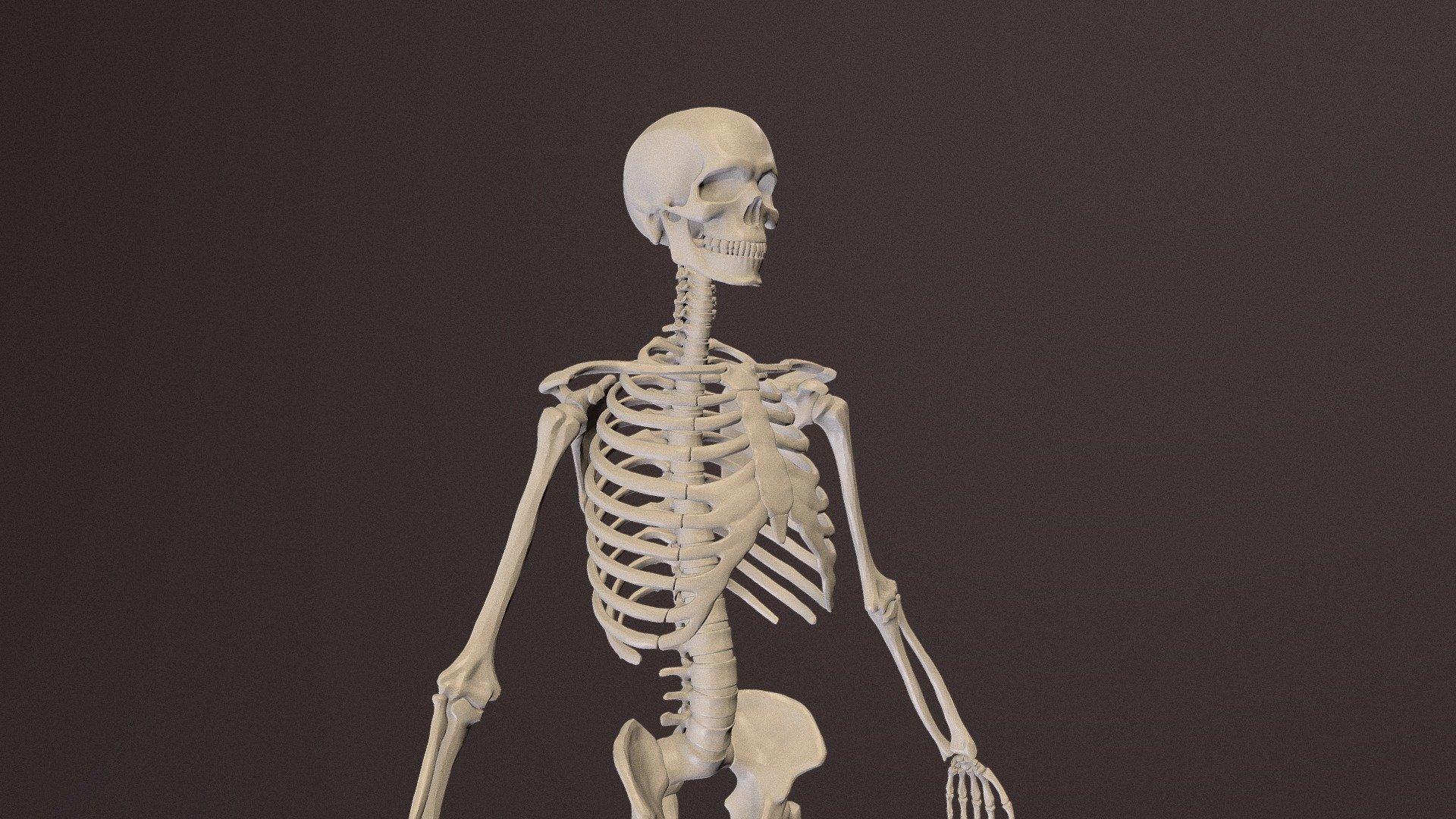 Human Skeleton Wallpapers - Top Free Human Skeleton Backgrounds ...