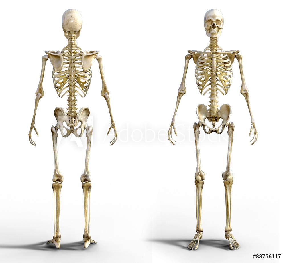 Human Skeleton Wallpapers - Top Free Human Skeleton Backgrounds - WallpaperAccess