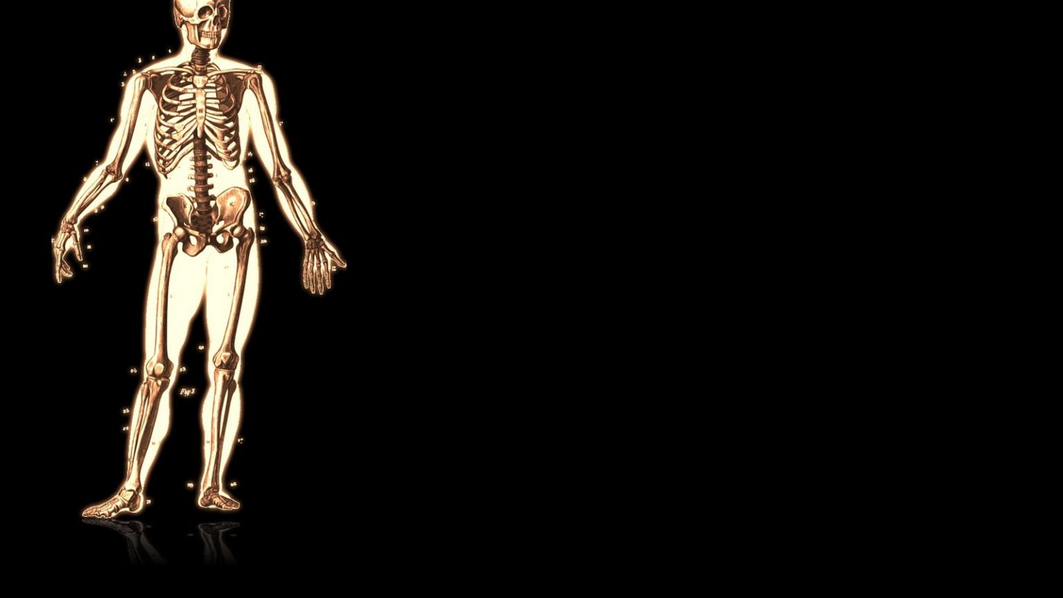 Human Skeleton Wallpapers - Top Free Human Skeleton Backgrounds - WallpaperAccess