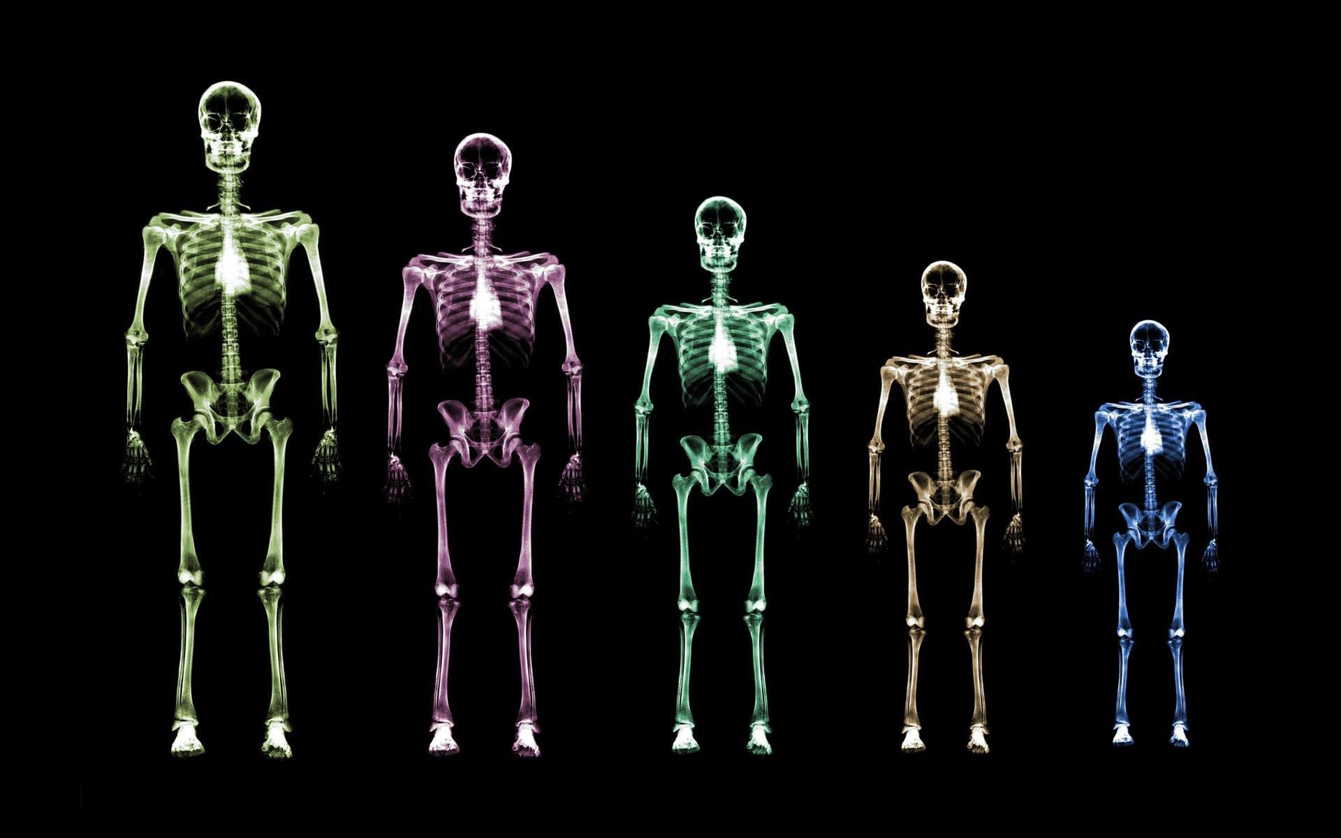 Human Skeleton Wallpapers - Top Free Human Skeleton Backgrounds ...