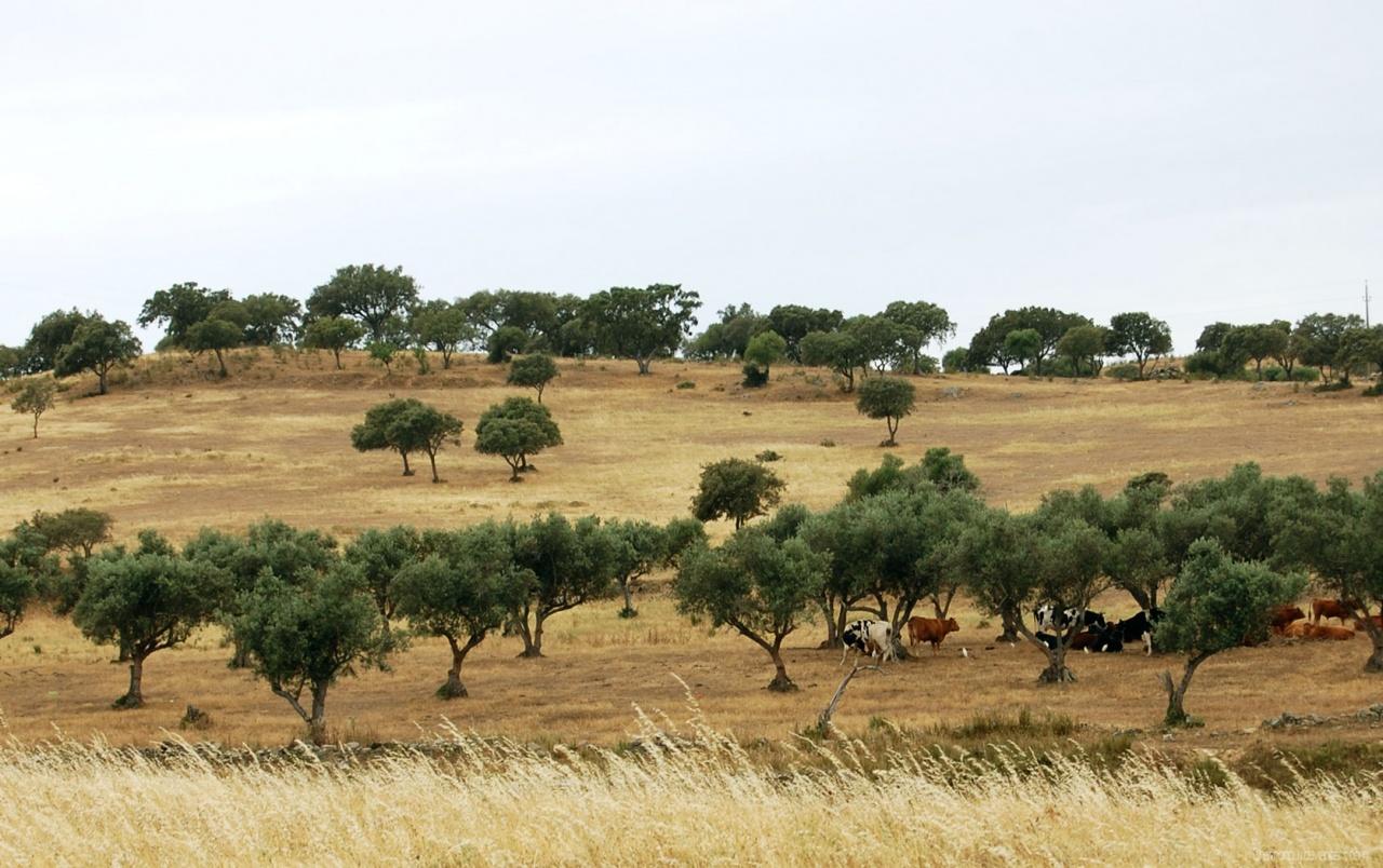 Alentejo Wallpapers - Top Free Alentejo Backgrounds - WallpaperAccess