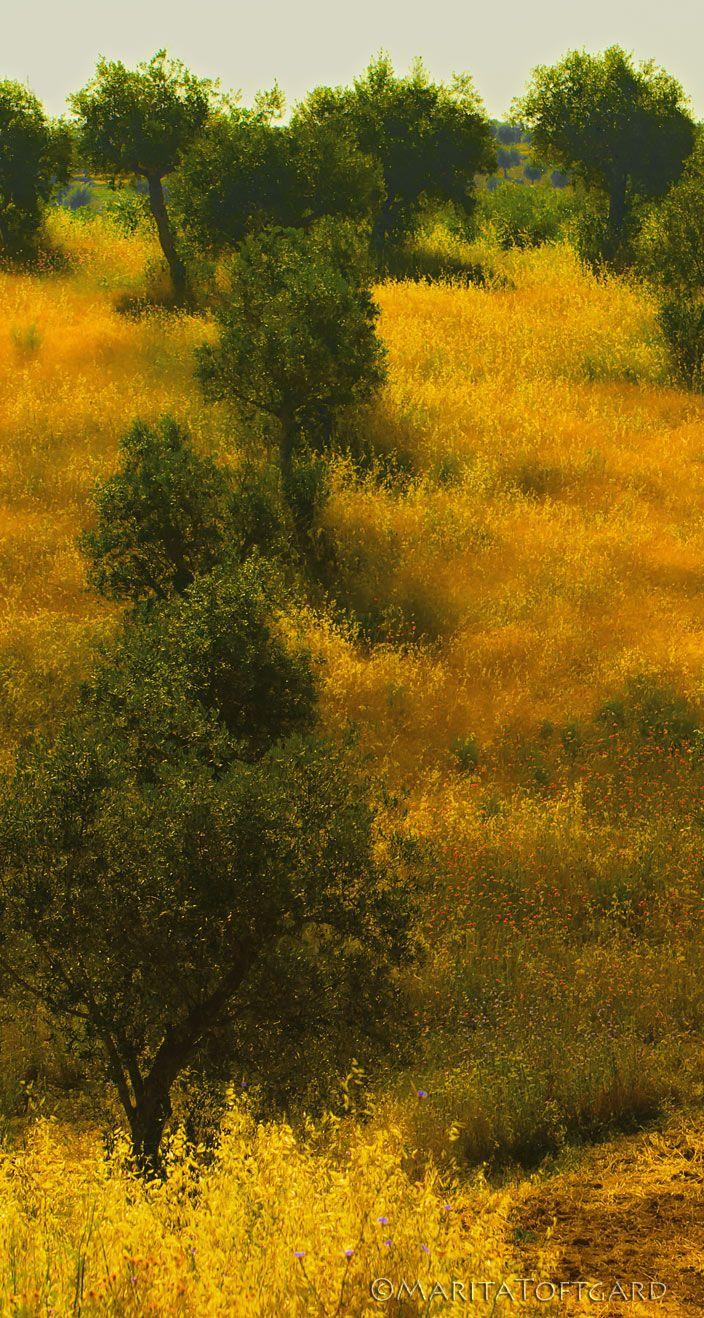 Alentejo Wallpapers - Top Free Alentejo Backgrounds - WallpaperAccess