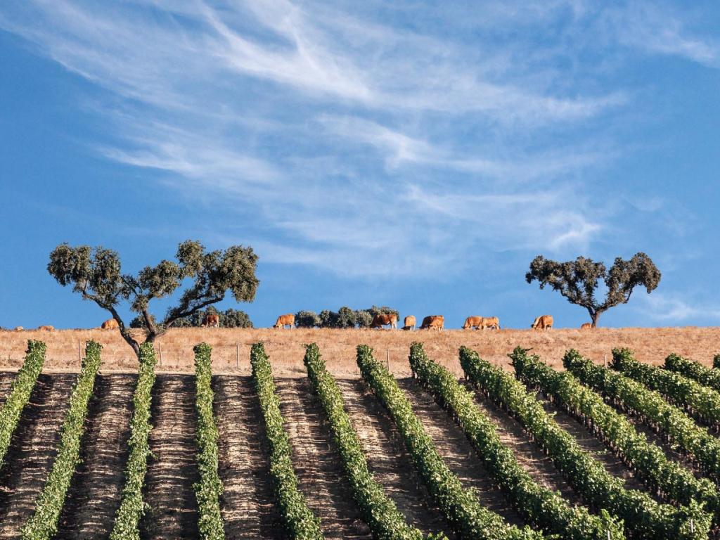 Alentejo Wallpapers - Top Free Alentejo Backgrounds - WallpaperAccess