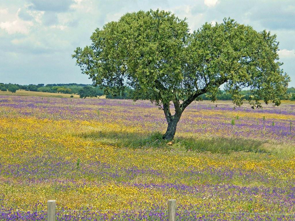 Alentejo Wallpapers - Top Free Alentejo Backgrounds - WallpaperAccess