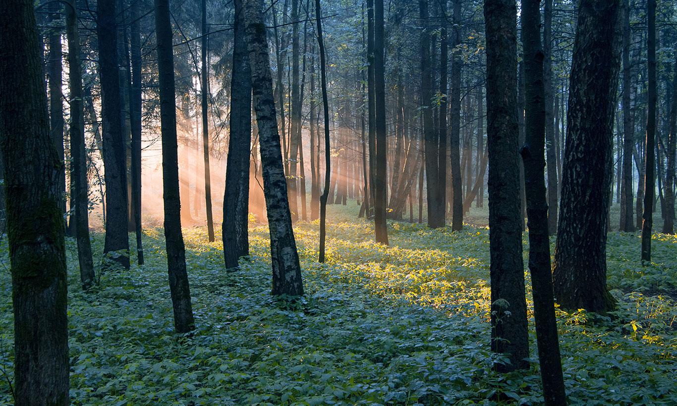 Moody Nature Wallpapers - Top Free Moody Nature Backgrounds ...