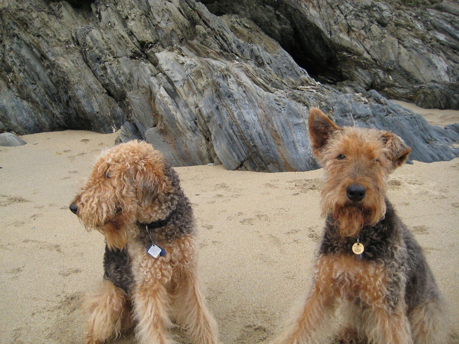 Airedale Terrier Wallpapers - Top Free Airedale Terrier Backgrounds ...
