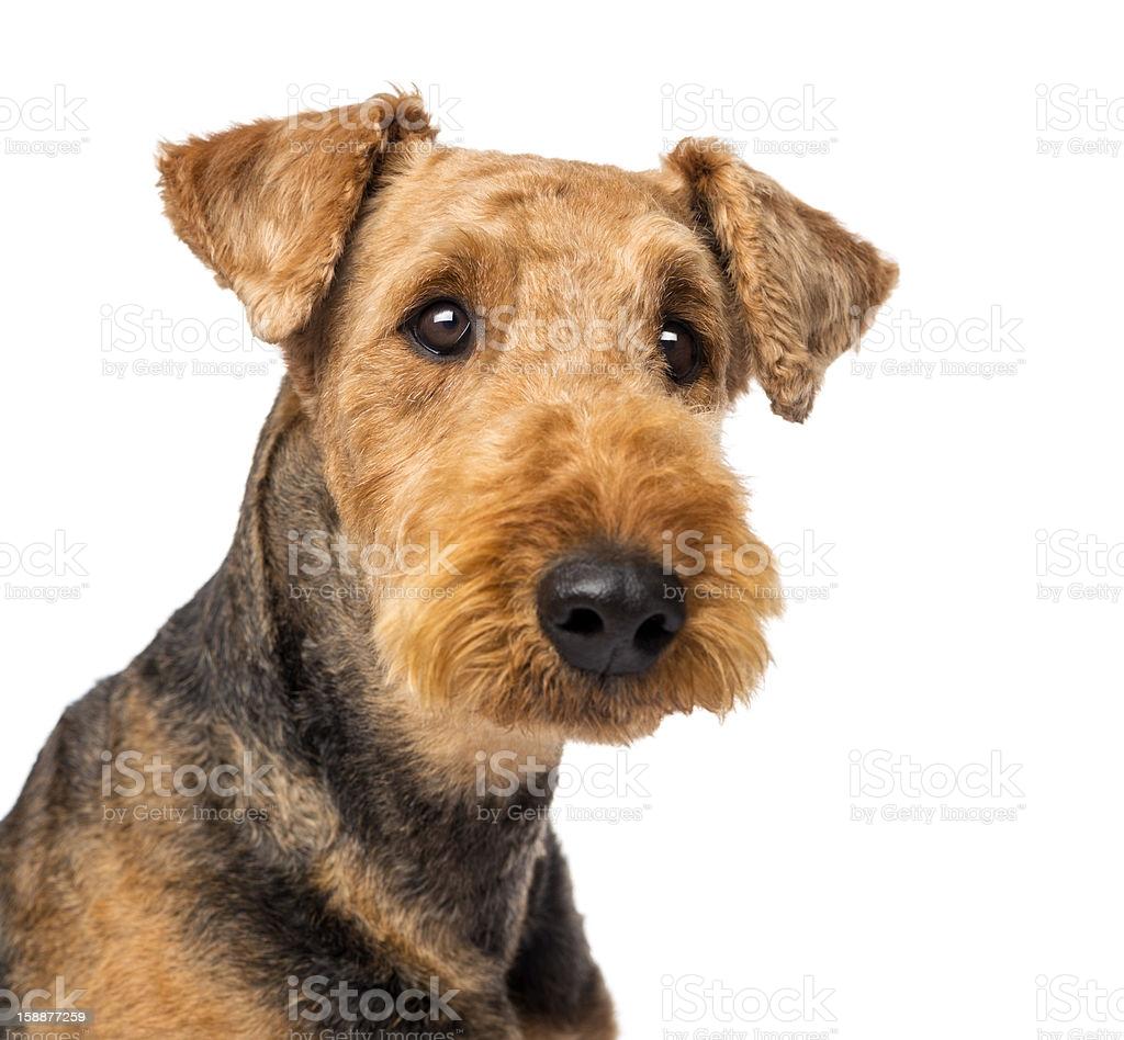 Airedale Terrier Wallpapers - Top Free Airedale Terrier Backgrounds ...