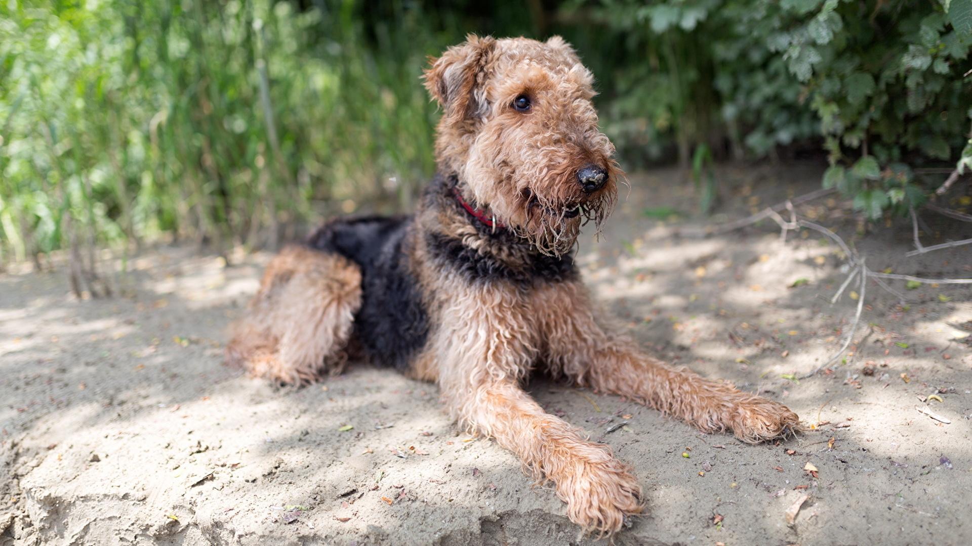 Airedale Terrier Wallpapers - Top Free Airedale Terrier Backgrounds ...