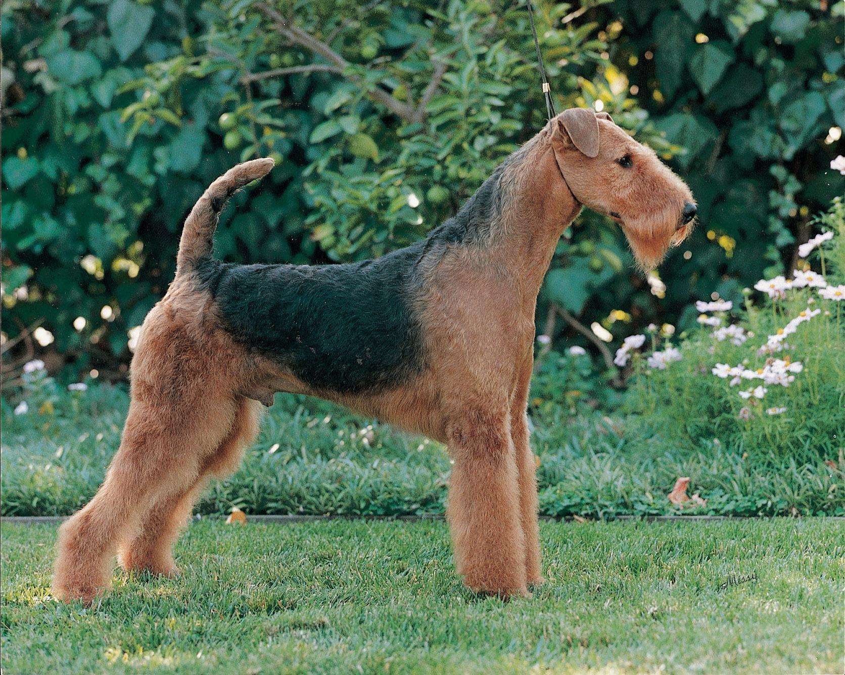 Airedale Terrier Wallpapers - Top Free Airedale Terrier Backgrounds ...