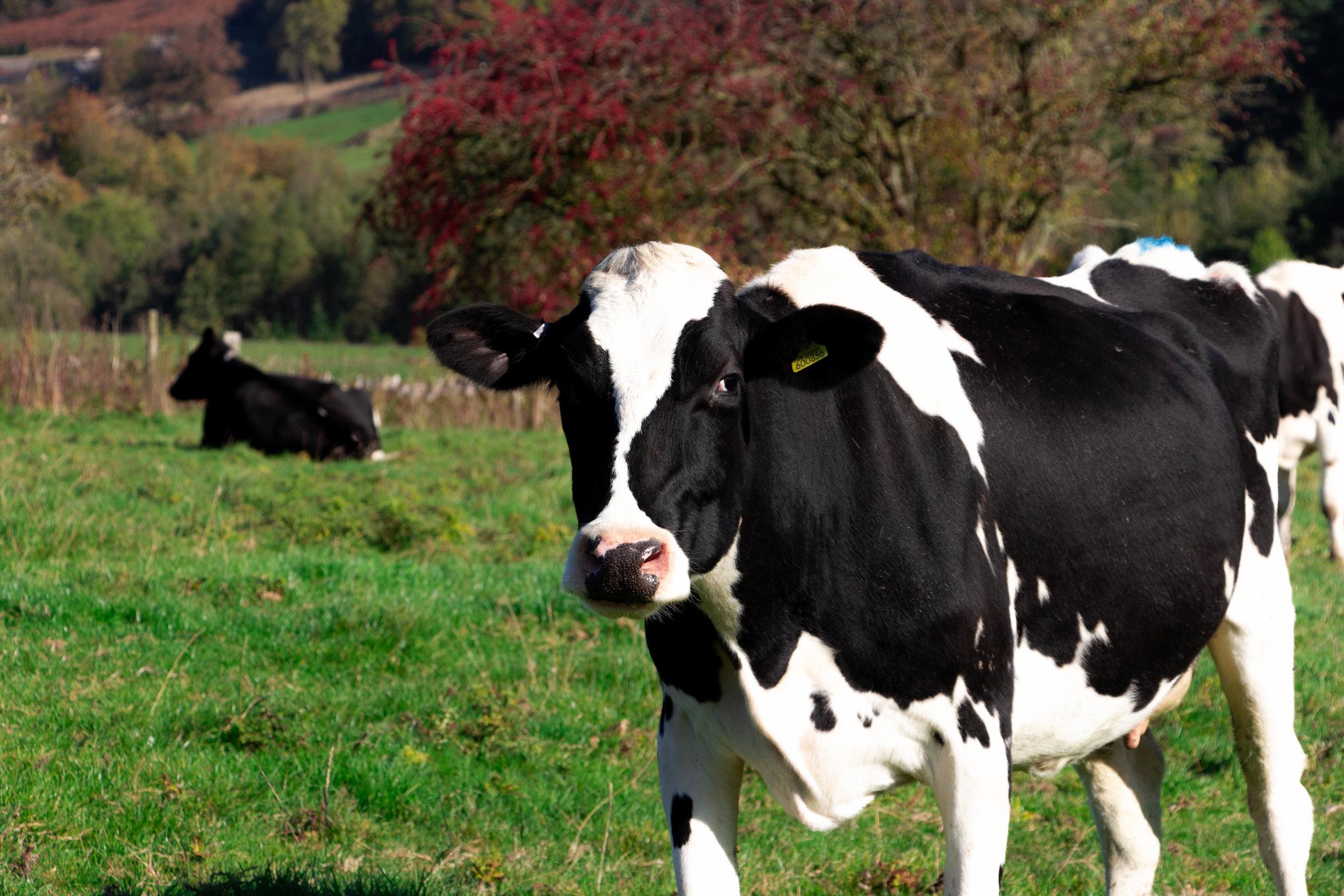 Cow Milk Wallpapers - Top Free Cow Milk Backgrounds - WallpaperAccess