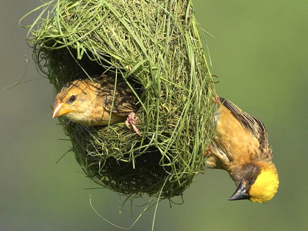 Birds Nest Wallpapers - Top Free Birds Nest Backgrounds - WallpaperAccess