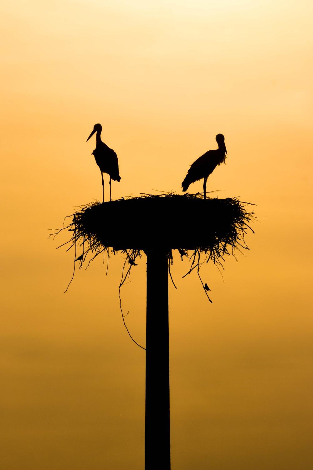 Birds Nest Wallpapers - Top Free Birds Nest Backgrounds - WallpaperAccess