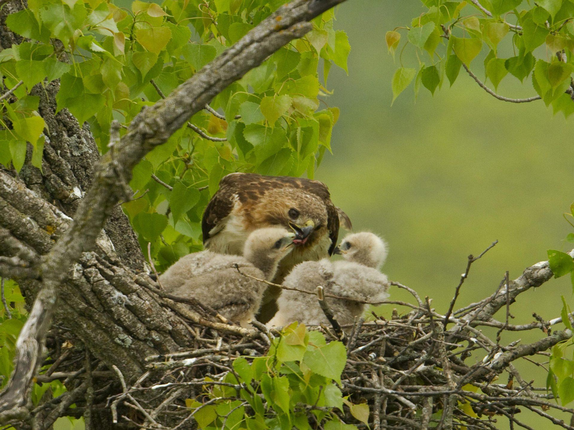 Birds Nest Wallpapers - Top Free Birds Nest Backgrounds - WallpaperAccess