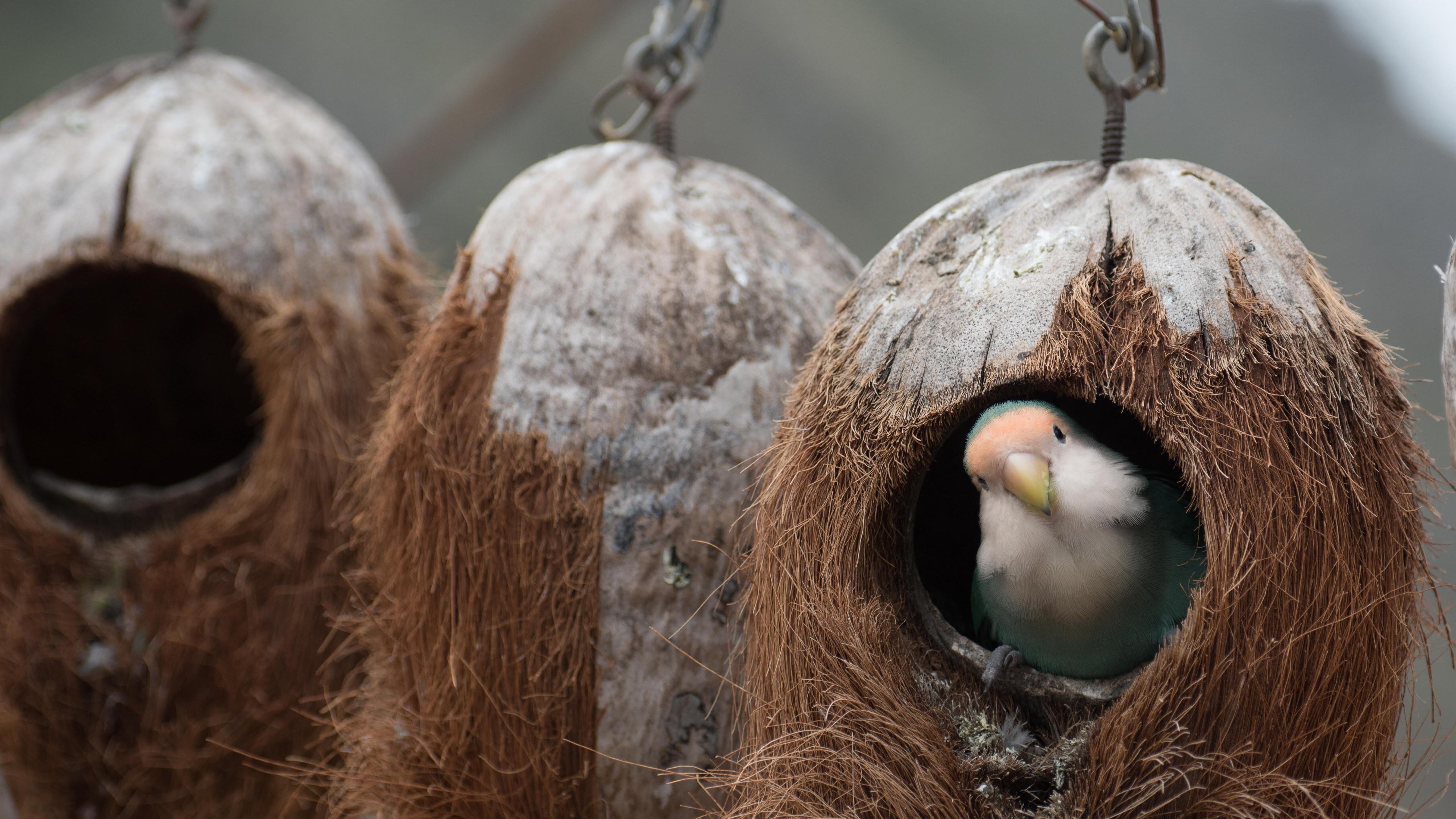 Birds Nest Wallpapers - Top Free Birds Nest Backgrounds - WallpaperAccess