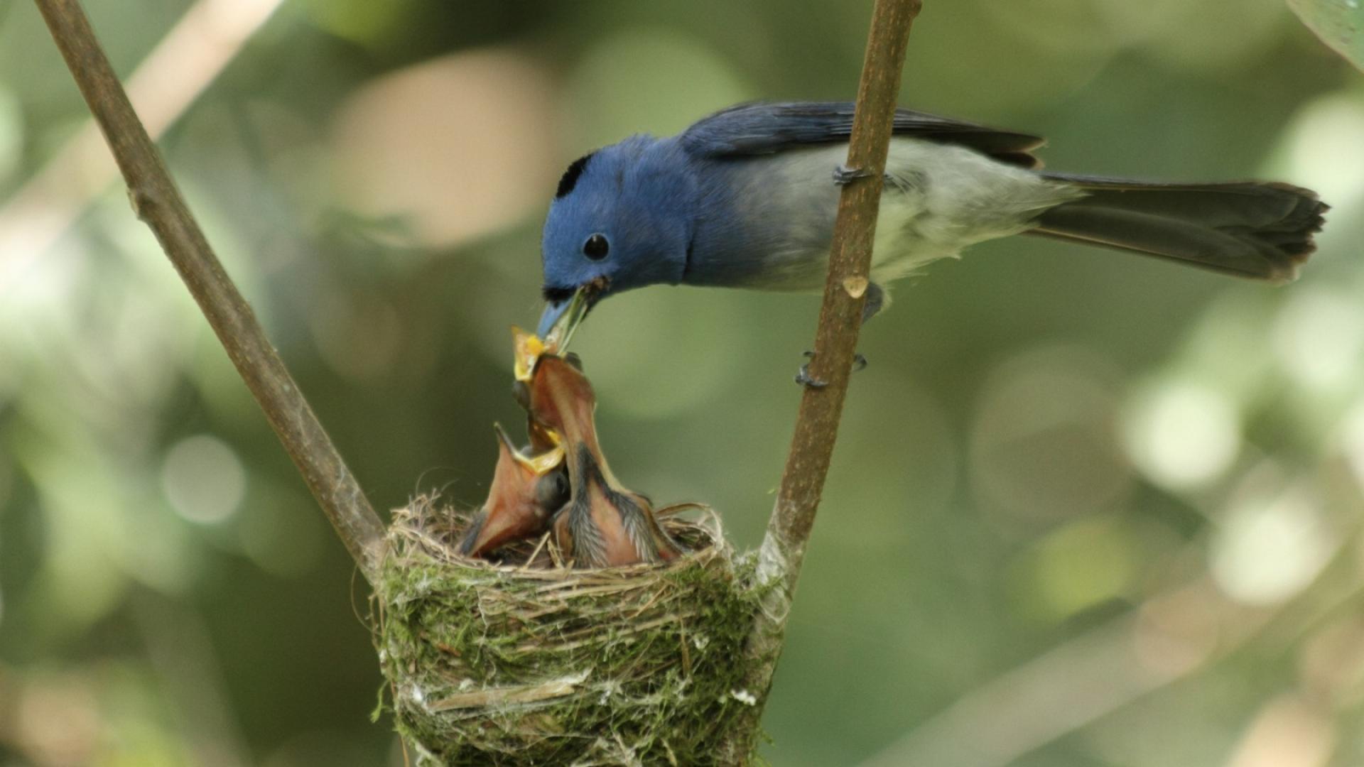 Birds Nest Wallpapers - Top Free Birds Nest Backgrounds - WallpaperAccess