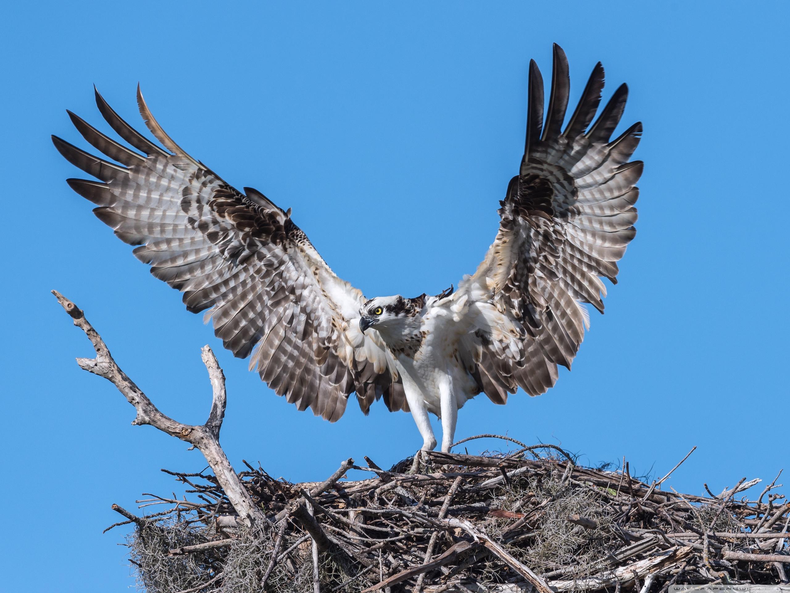 Birds Nest Wallpapers - Top Free Birds Nest Backgrounds - WallpaperAccess