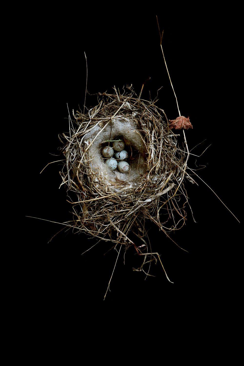 Birds Nest Wallpapers - Top Free Birds Nest Backgrounds - WallpaperAccess
